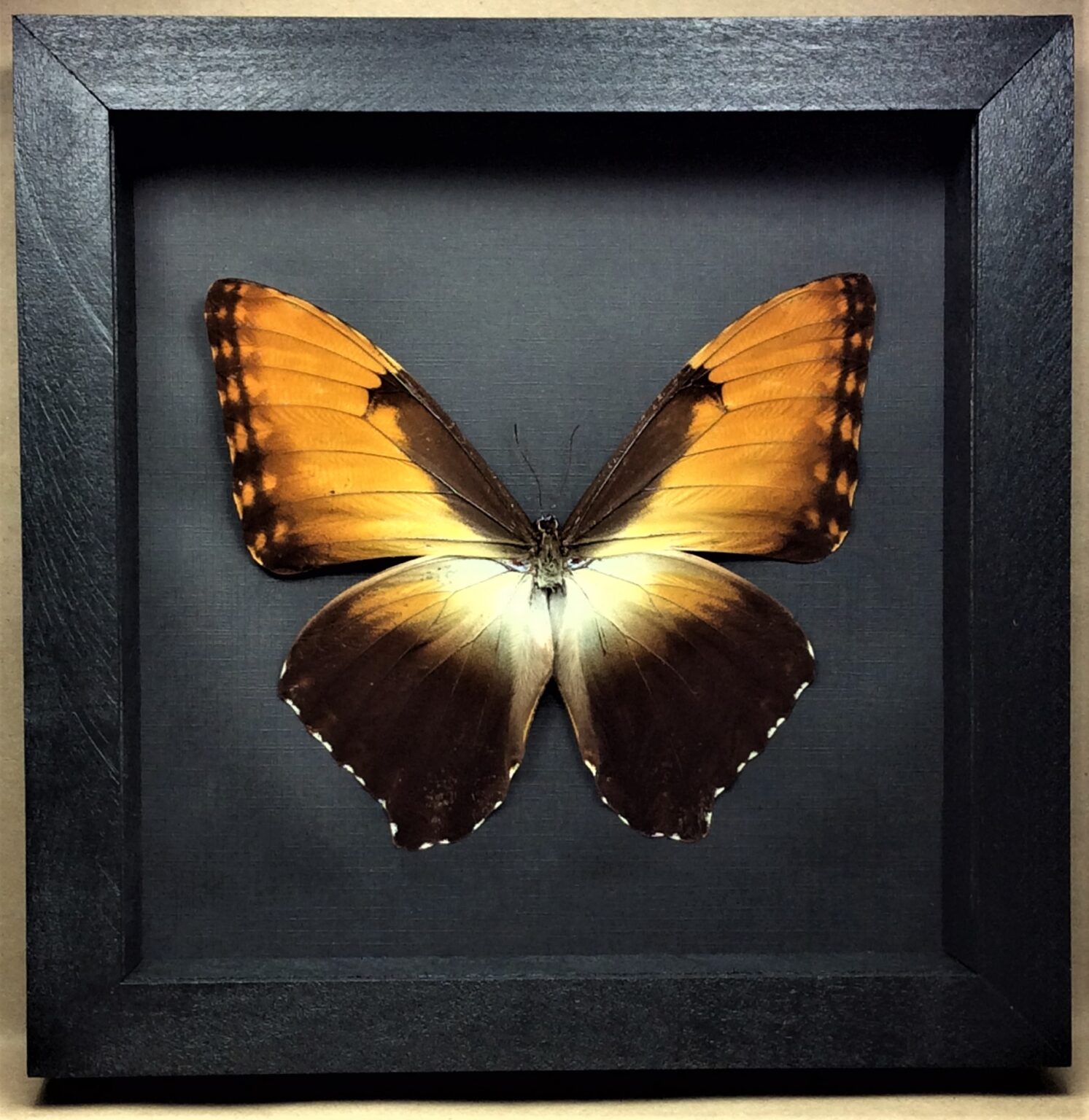Morpho, Hecuba, obidonus, Large, Sunset Morpho, Brazil, Rare, real ...
