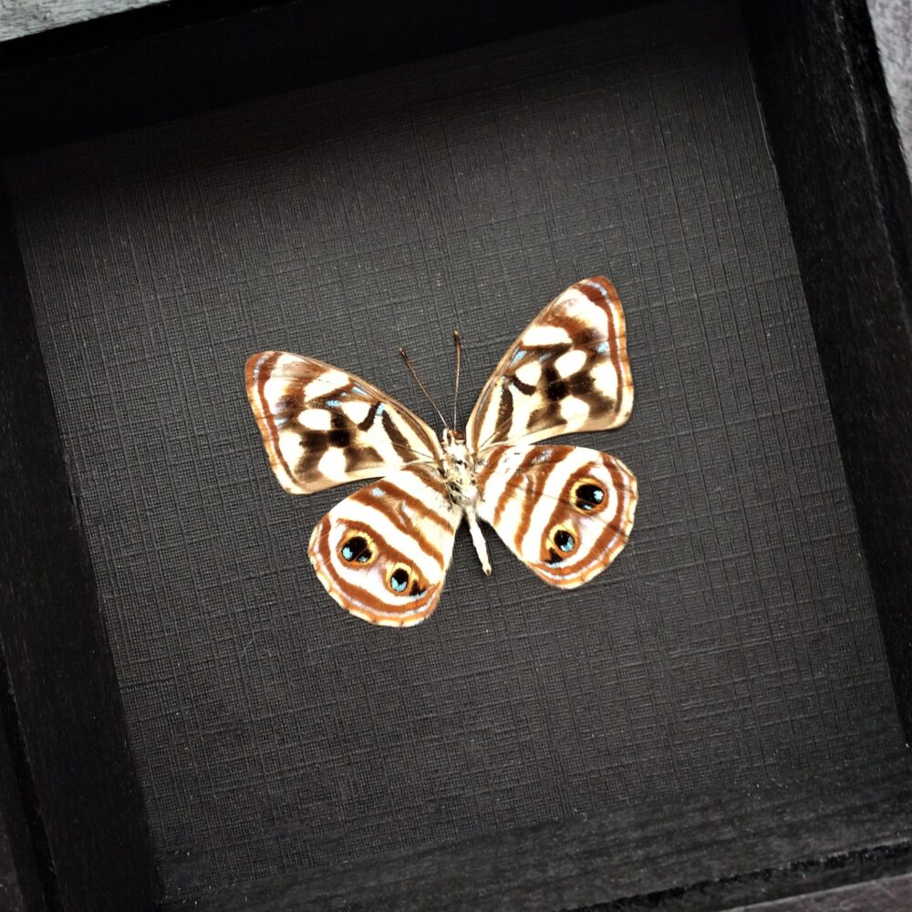 Arhopala Hercules | Butterfly-Displays Framed Butterfly & Insect Displays