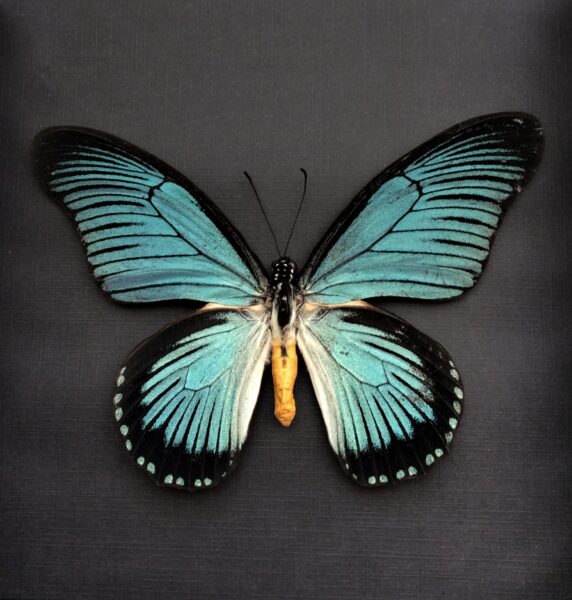 Papilio Zalmoxis, Giant Blue Birdwing Swallowtail, Greek God Zalmoxis ...