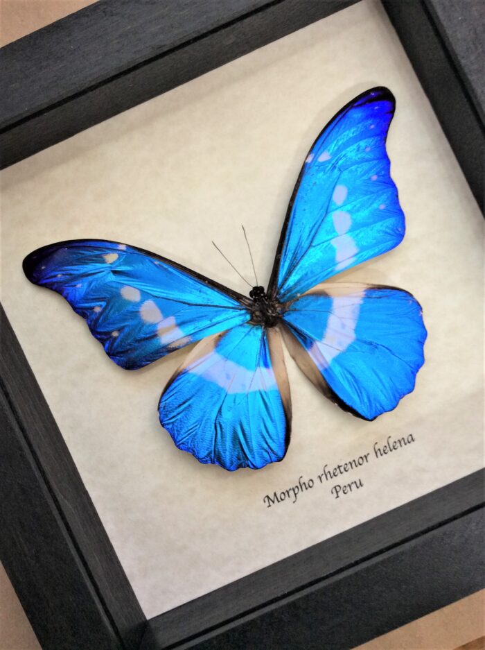 Morpho, rhetenor, helena, Blue Morpho Helena, rare, real, framed ...