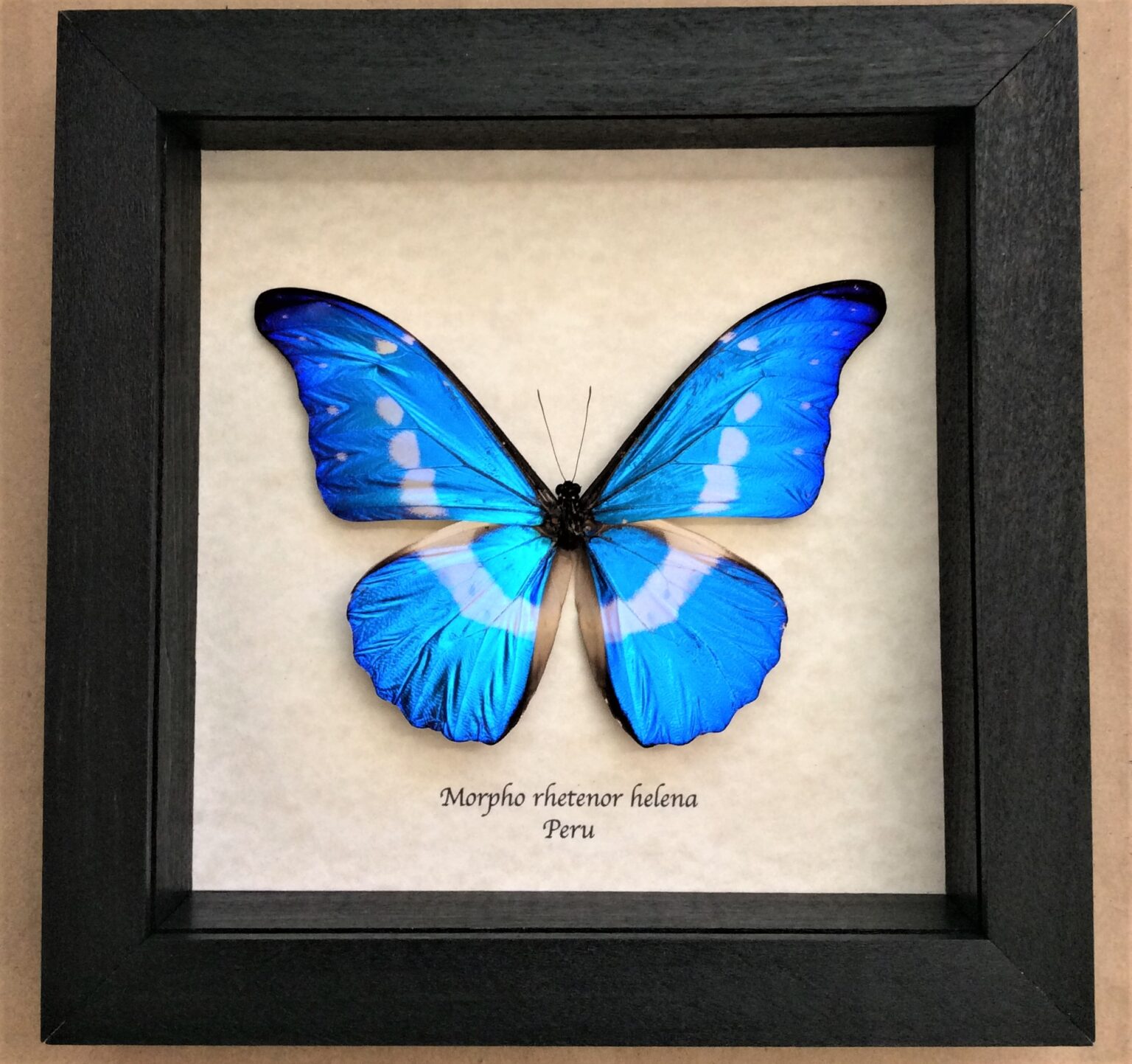 Morpho, rhetenor, helena, Blue Morpho Helena, rare, real, framed ...