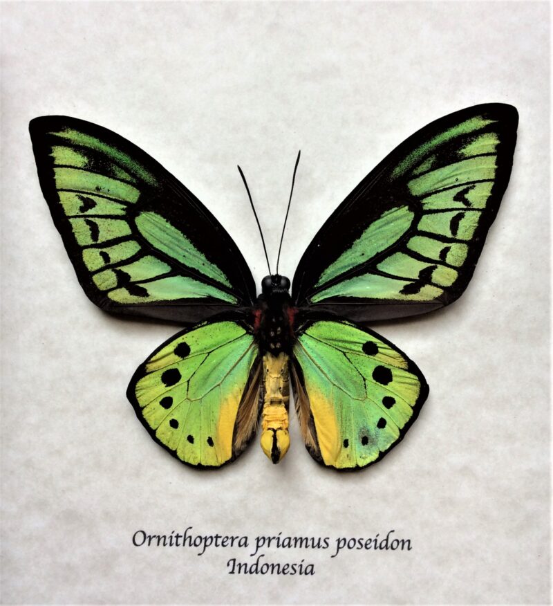 Ornithoptera, Priamus, poseidon, Common Green Birdwing, Indonesia ...