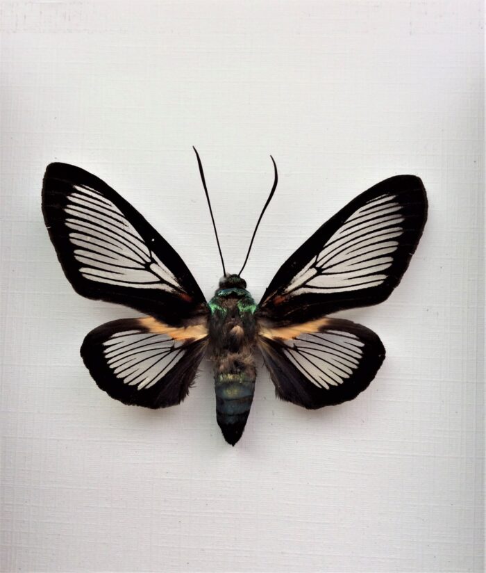 Cocytia durvillii, Day Flying Moth, Indonesia, rare, Moth, real, framed ...