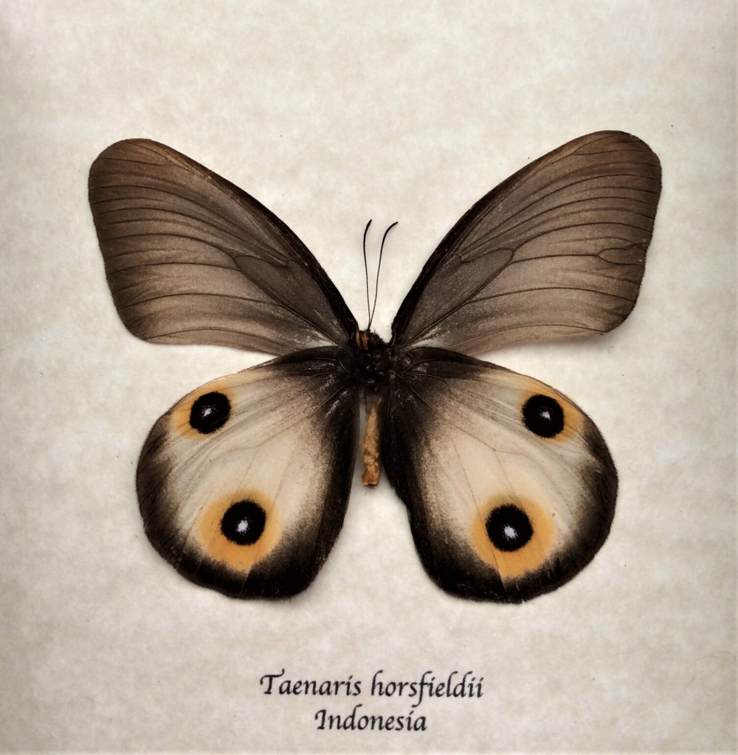 Taenaris, horsfieldii, verso, Silky Owl, Indonesia, white, brown, rare ...
