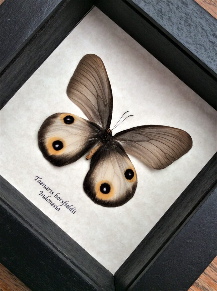 Taenaris, horsfieldii, verso, Silky Owl, Indonesia, white, brown, rare ...