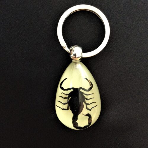 New Additions | Butterfly-Displays Framed Butterfly & Insect Displays