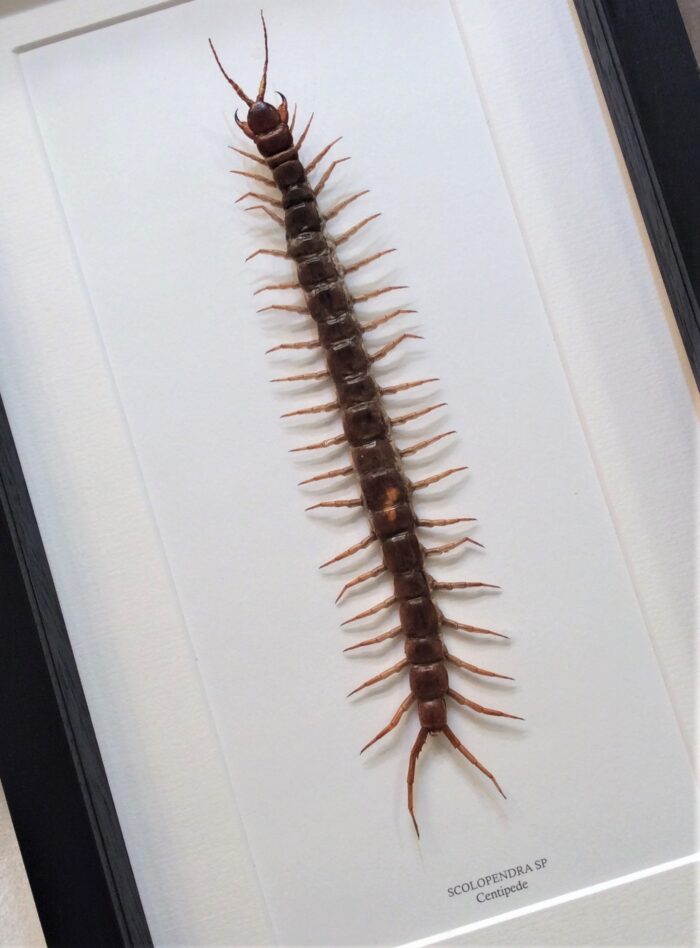 Scolopendra sp Large, centipede, real, framed, farmed raised, free ...